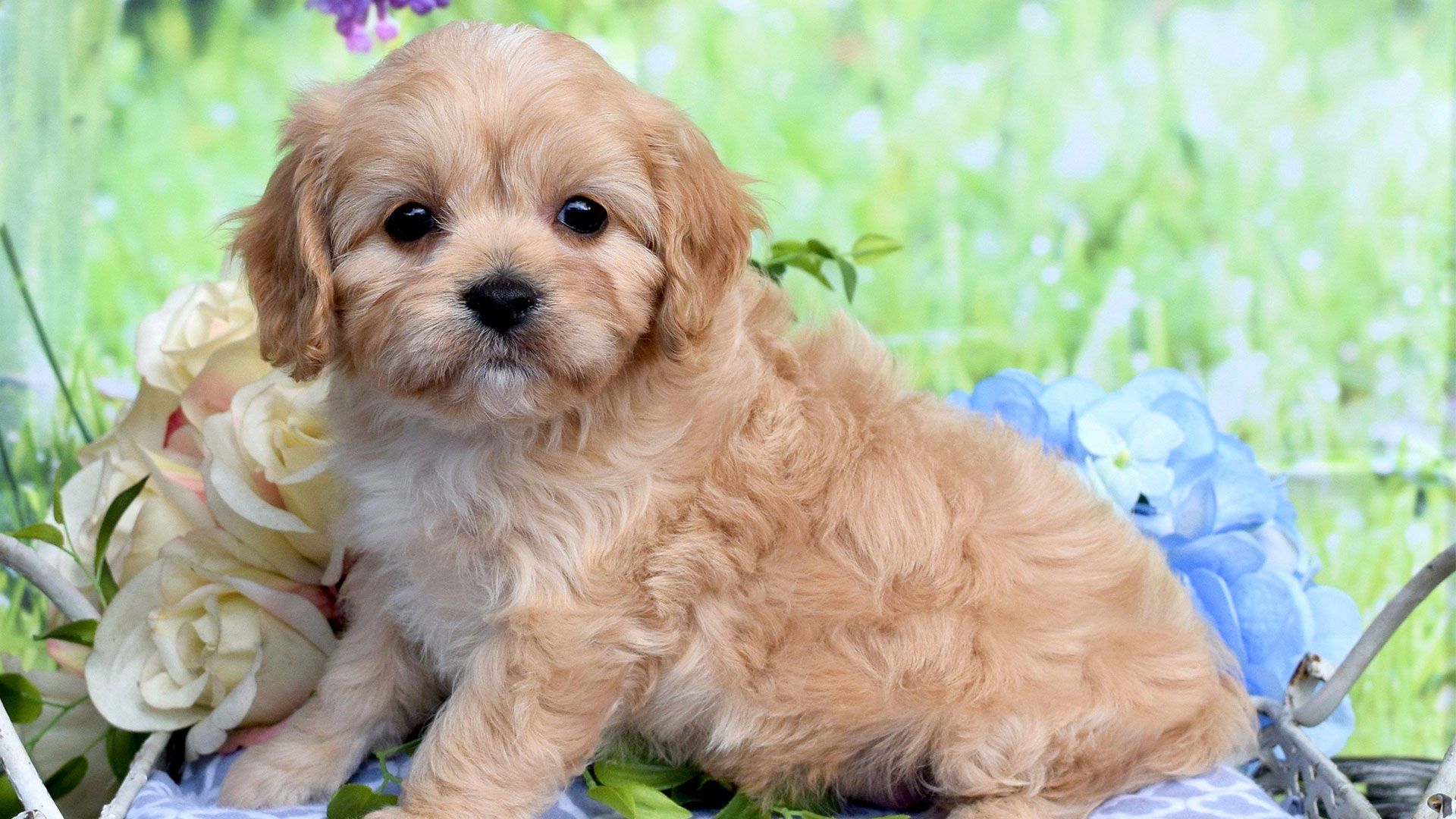 Smooch pups – Your joy is our reward